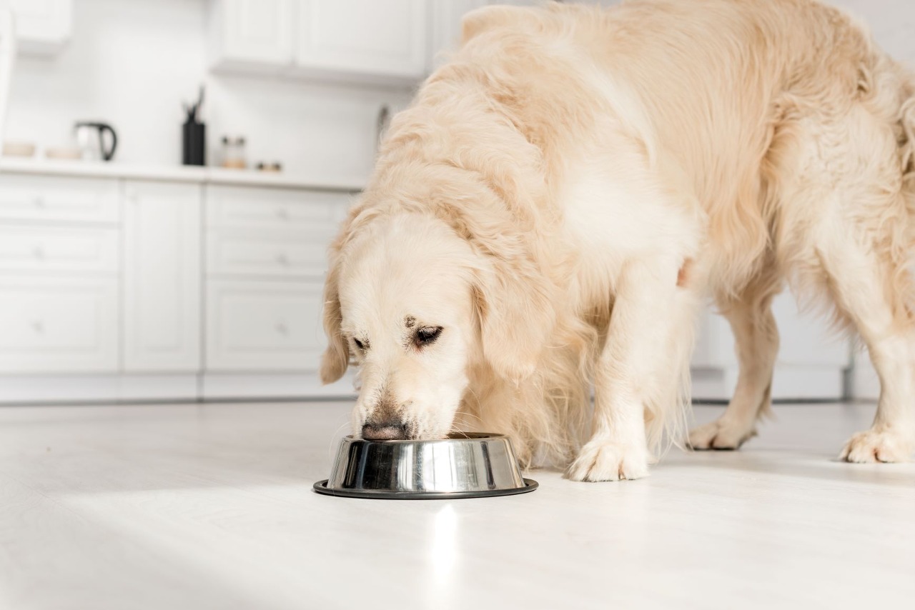 Alimentación en perros con obesidad | Pet Nutriscience